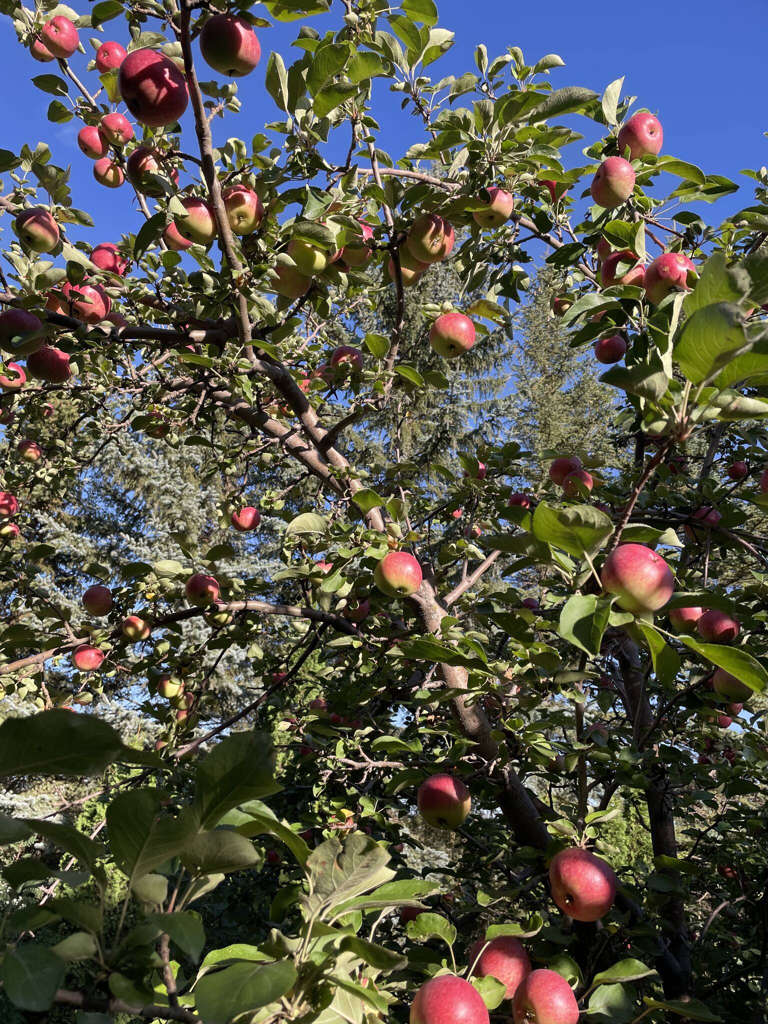 The fascinating and fun world of Franken-trees – Brandon Sun
