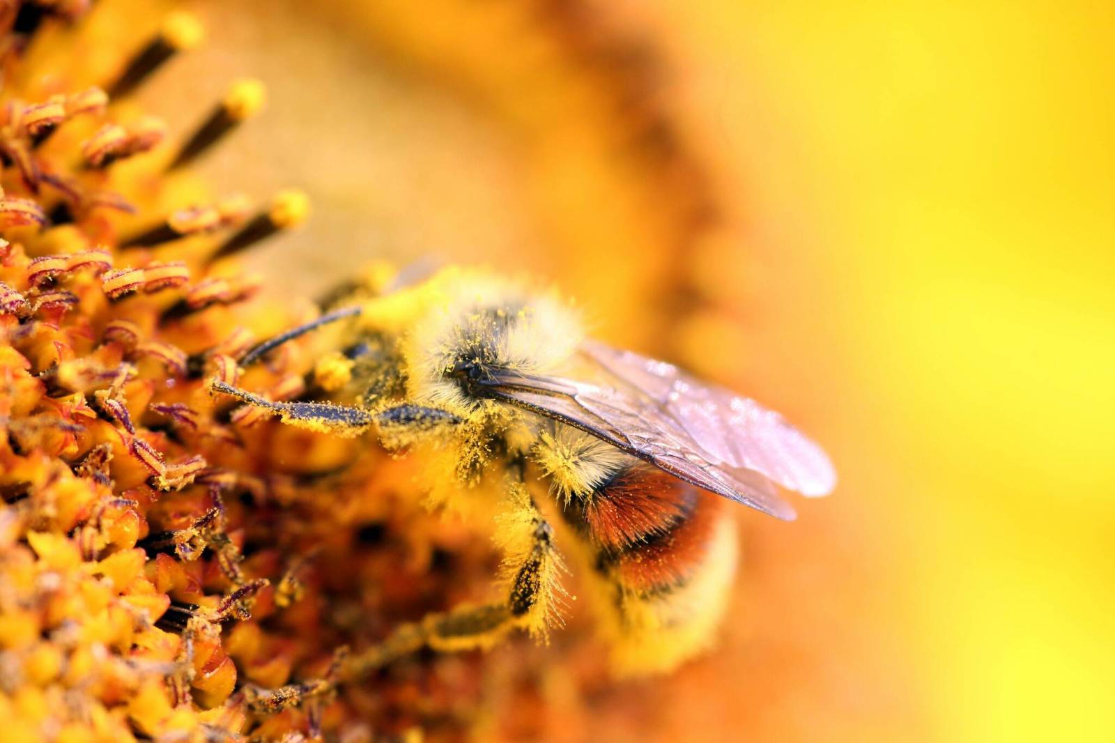 Bees of September – Brandon Sun