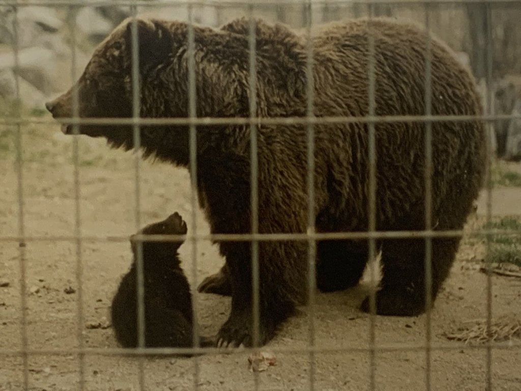 Khutzy, 35-year-old grizzly bear, to be euthanized at Calgary zoo ...