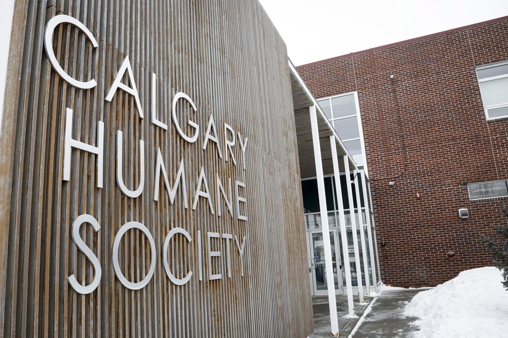 Calgary man charged after ‘multiple’ alleged animal abuse incidents ...