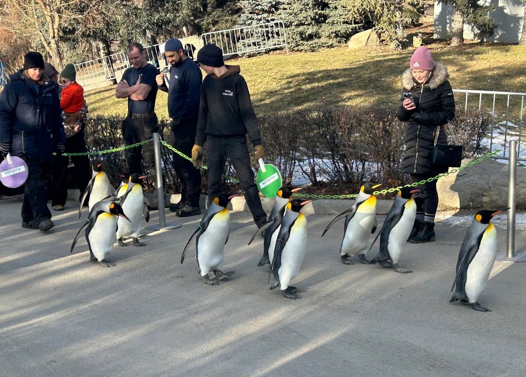Slow and steady: Calgary Zoo marking 14 years of king penguin walk ...