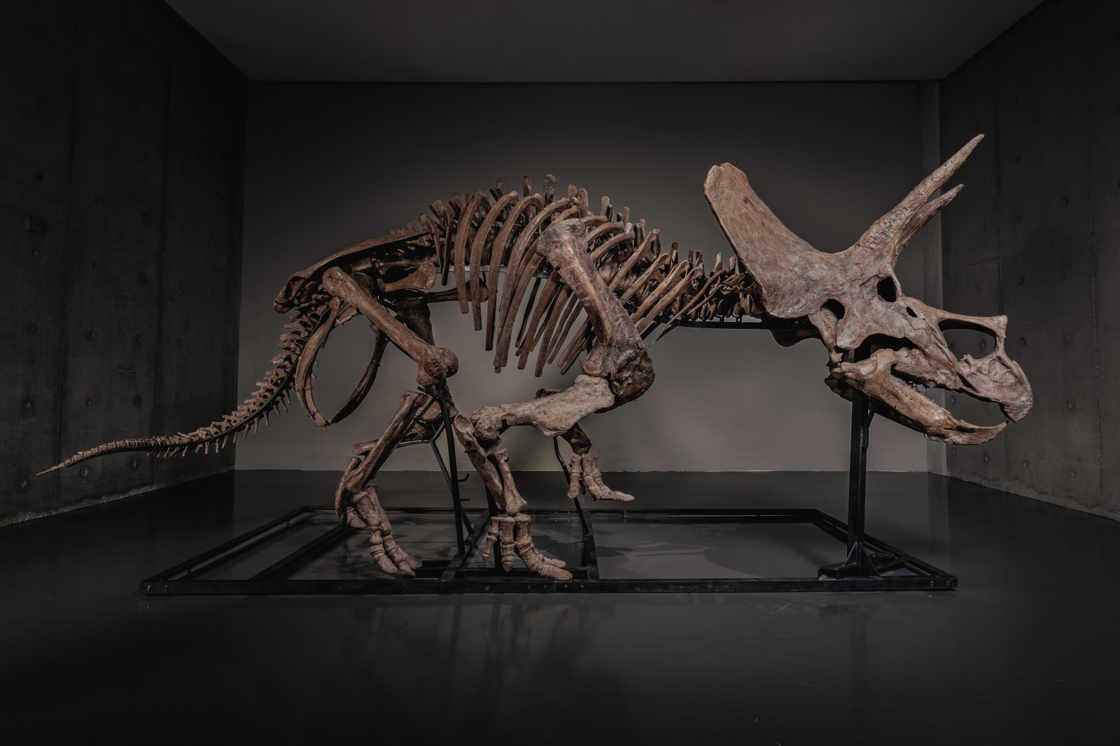 Triceratops skeleton ‘Trey’ to hit the auction block as dinosaur market ...