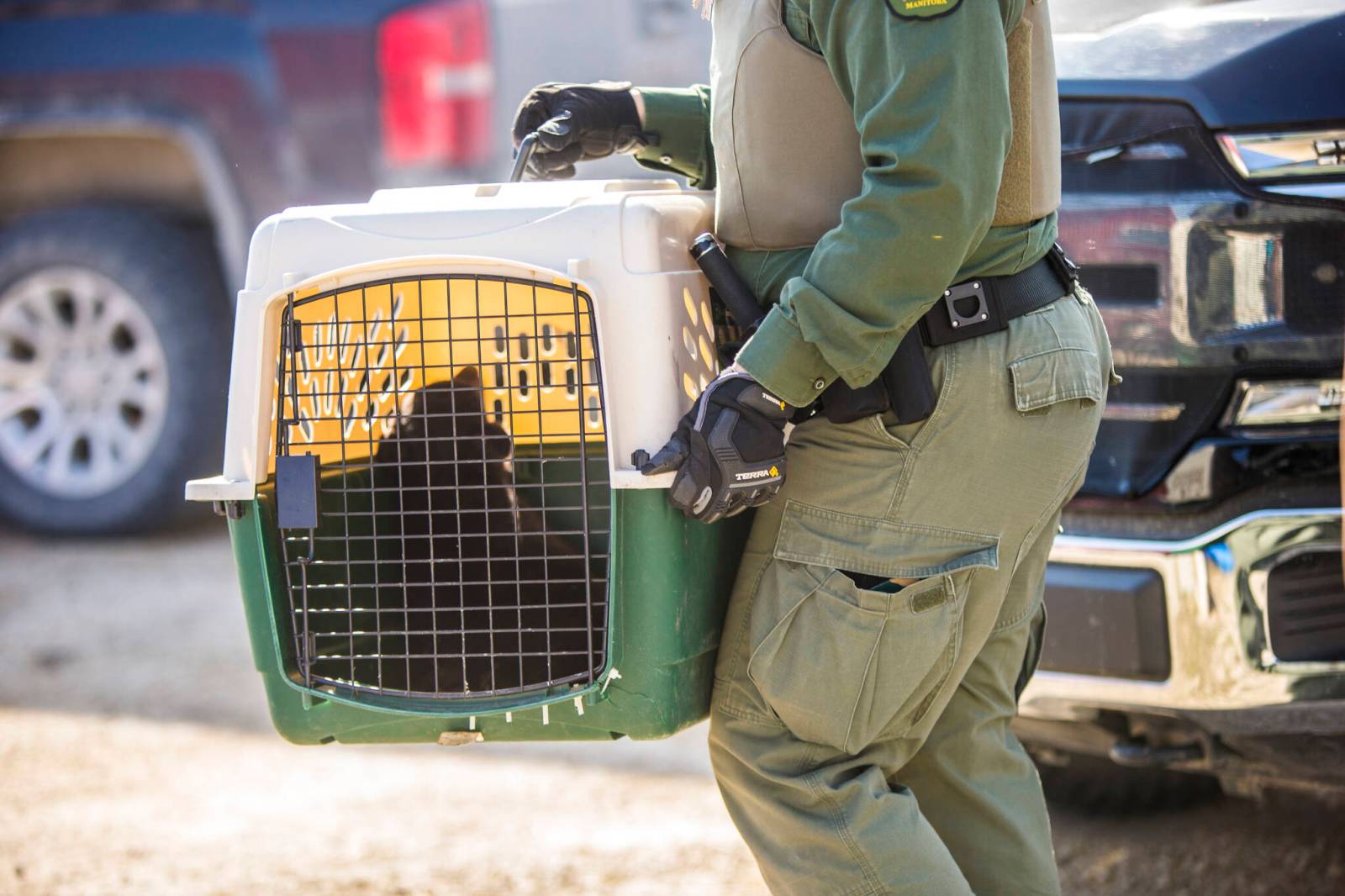 Bear rescue takes RM to court – Brandon Sun