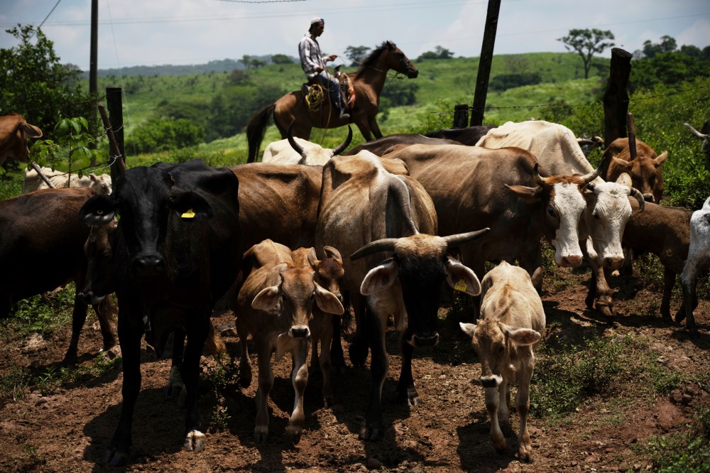 Canada temporarily blocking livestock from Texas due to New World ...