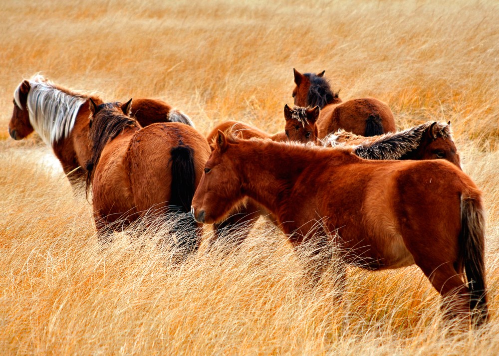 New book explores the rugged adaptability of Sable Island, N.S.’s wild ...
